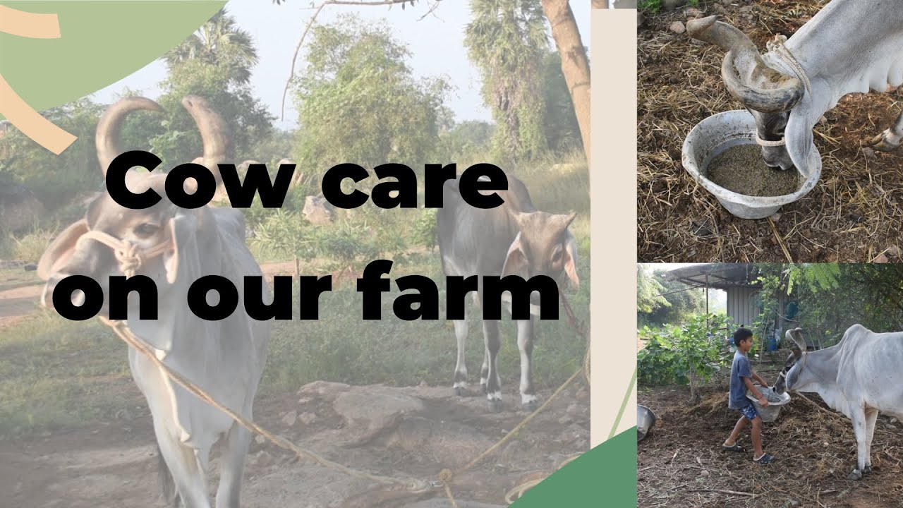Cow care on our farm - YouTube