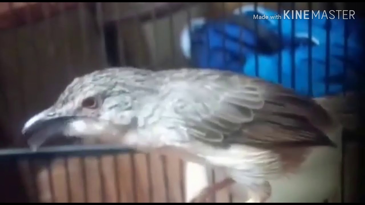 Burung Raksasa - YouTube