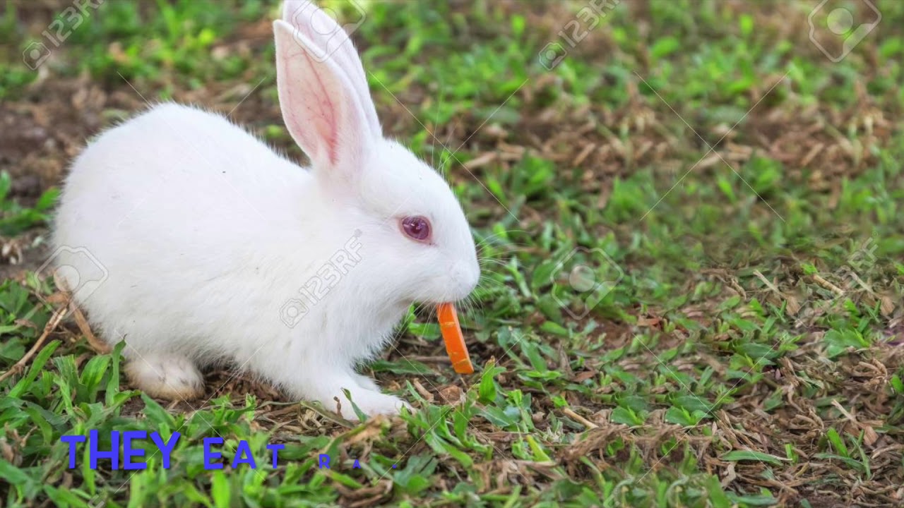 Jasmin i Animal - YouTube