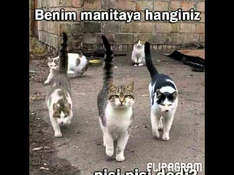 KEDİ CAPS :D