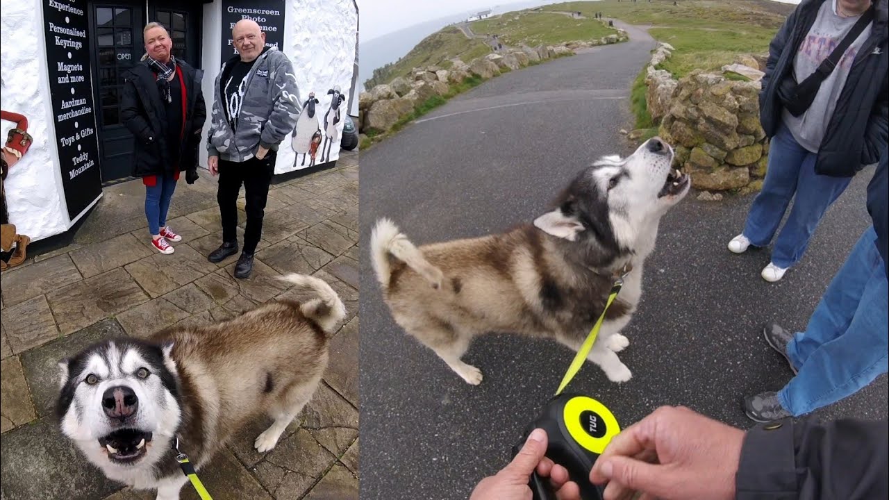 Husky's Allowed In! He Made The Most Of It Too! - YouTube