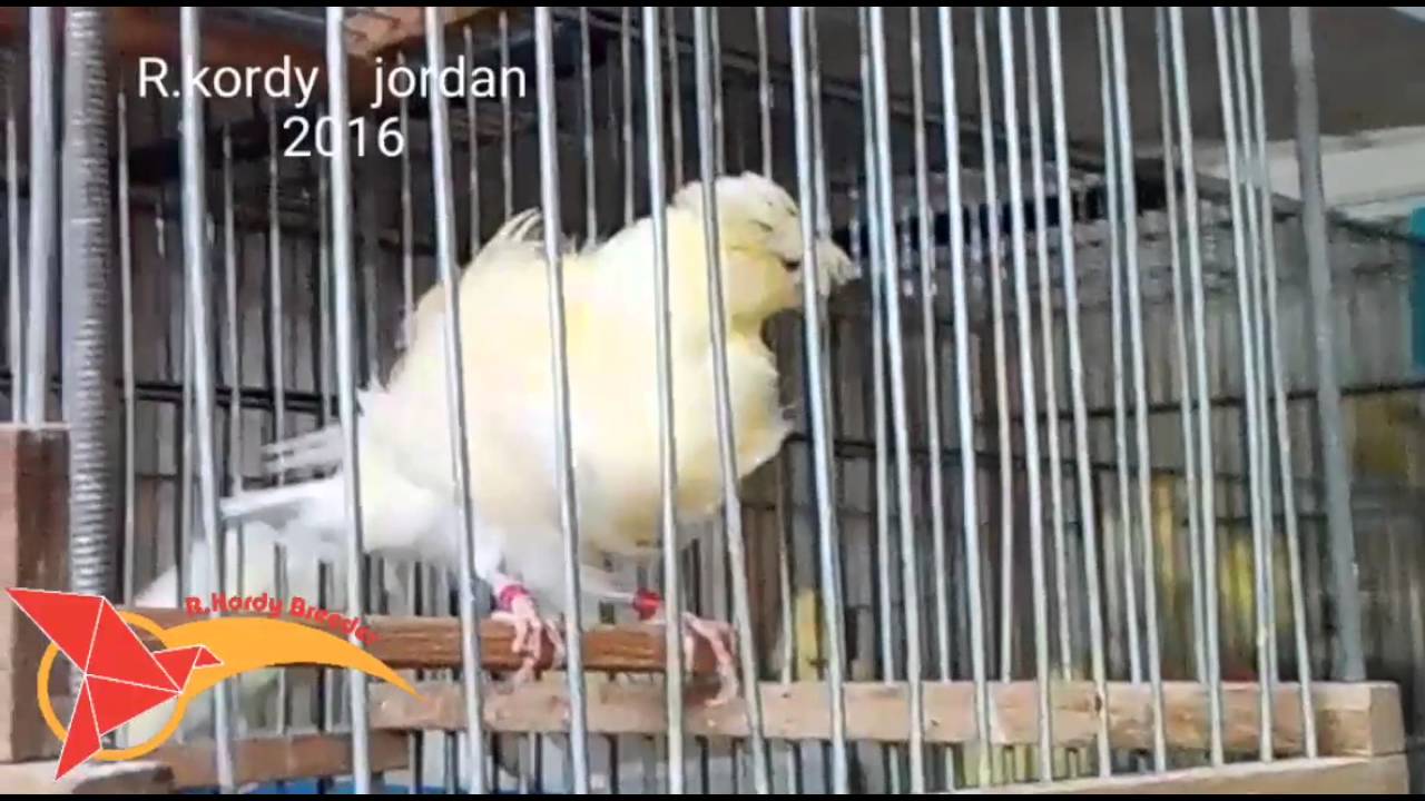 Padovan canary - YouTube
