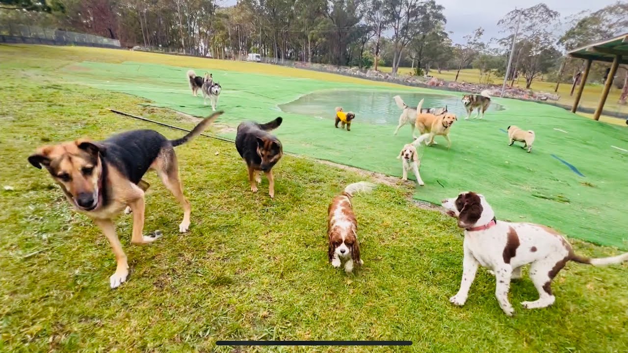 Tuesday has rolled around and our daycare dog crew is practically ...