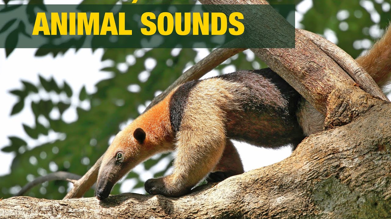 Amazing Animal Sounds with Nature Sounds and Relaxing Music - YouTube