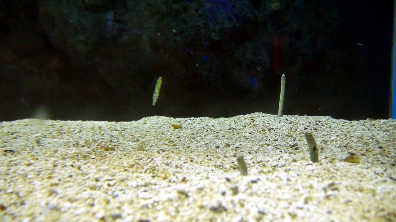 Garden Eels - The Sea's Flowers - YouTube