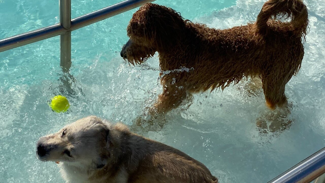 Fassnight Pool in Springfield welcomes dogs to end summer - YouTube