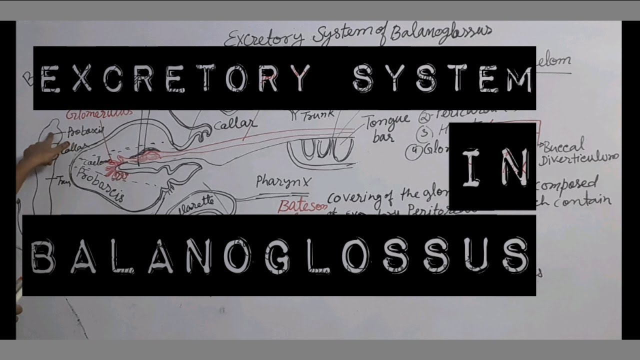 Balanoglossus Excretory System - YouTube