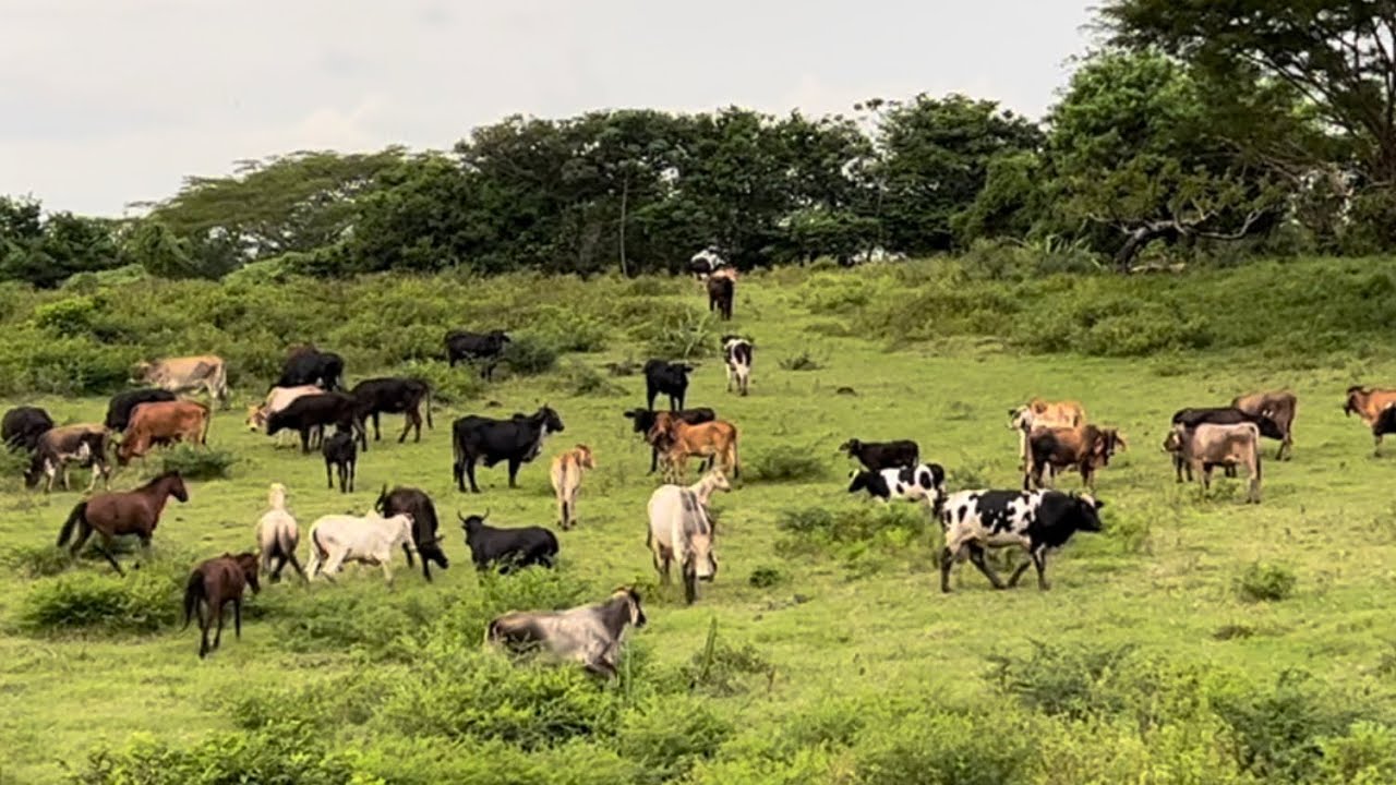 Toro bravo overo por poco y los enviste y mira estos lindos paisajes ...