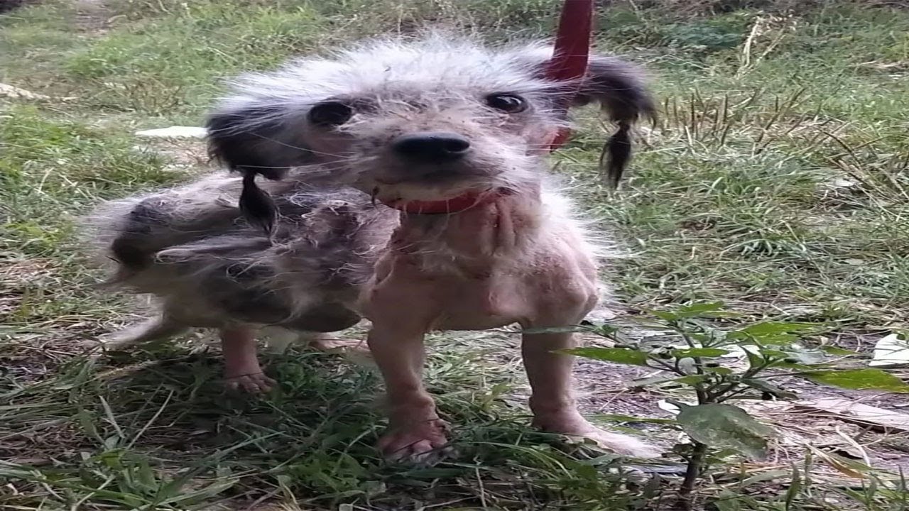 When seeing Spinky, everyone shed tears and said he was brave - YouTube