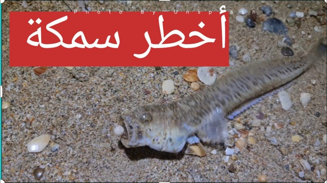 طريقة التعامل مع أخطر سمكة 😨 موجودة في البحر Youtube