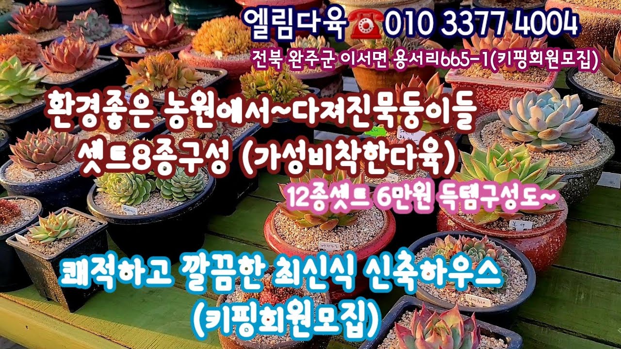 완주엘림다육 환경좋은곳에서 다져진 중품 먼로 불새 밴바디스 뫼비우스금등 묵둥이들8종and12종다육셋트6만 🍁쾌적하고 깔끔한 최신식