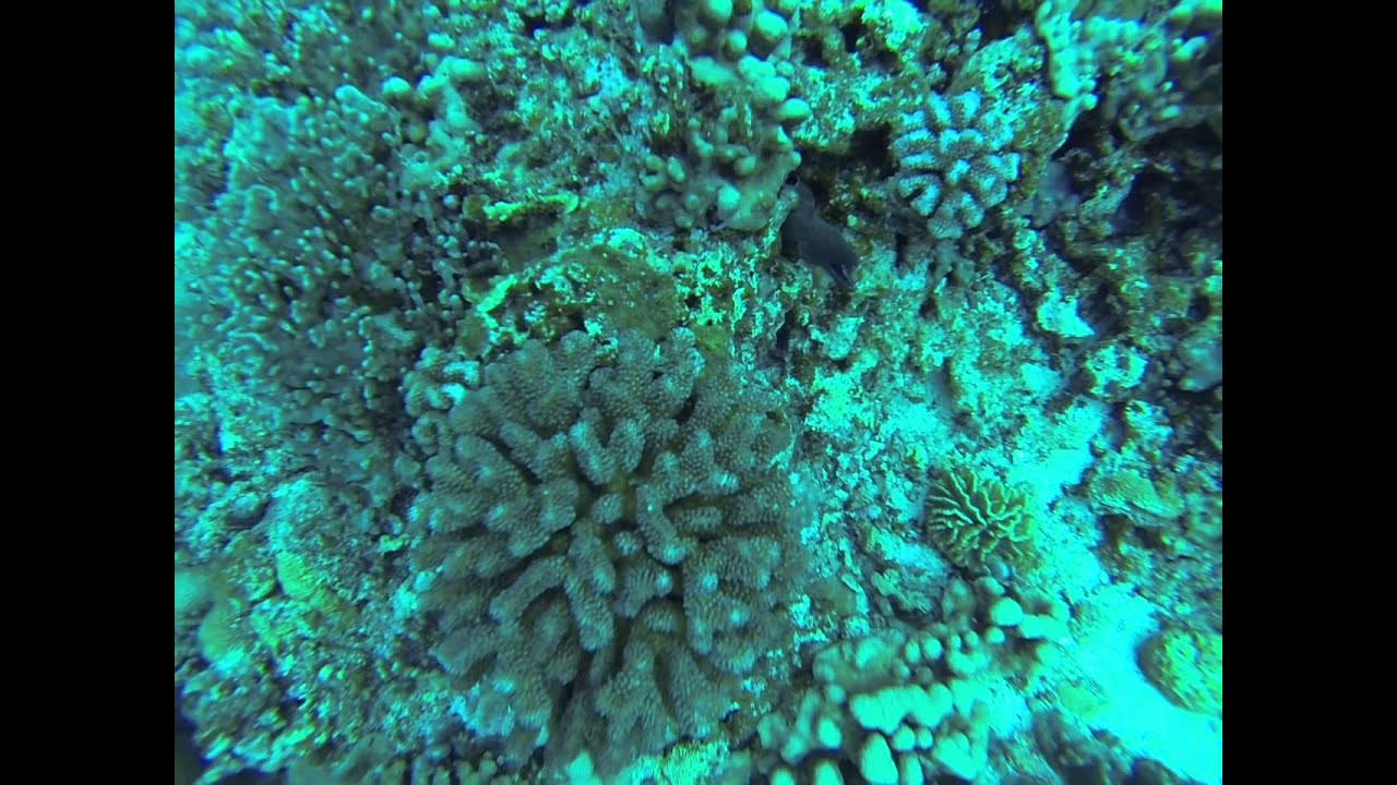 Baby moray eel - YouTube