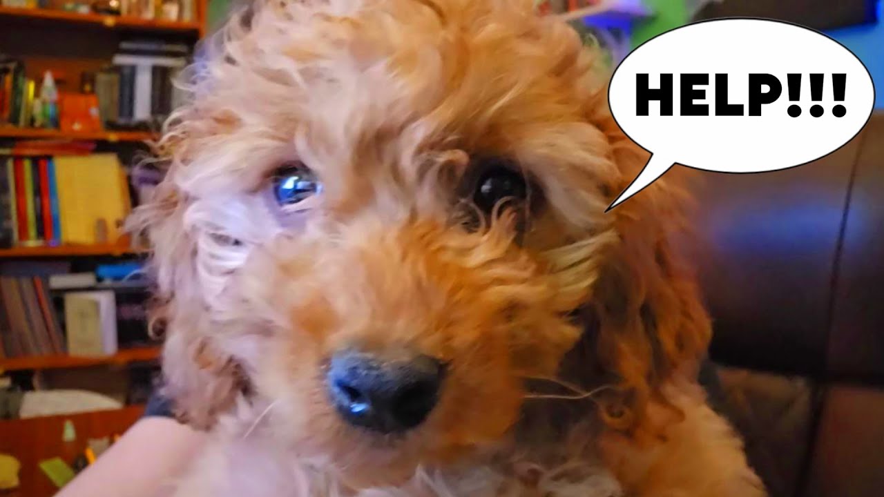 MEET MY NEW DOG !!! - YouTube