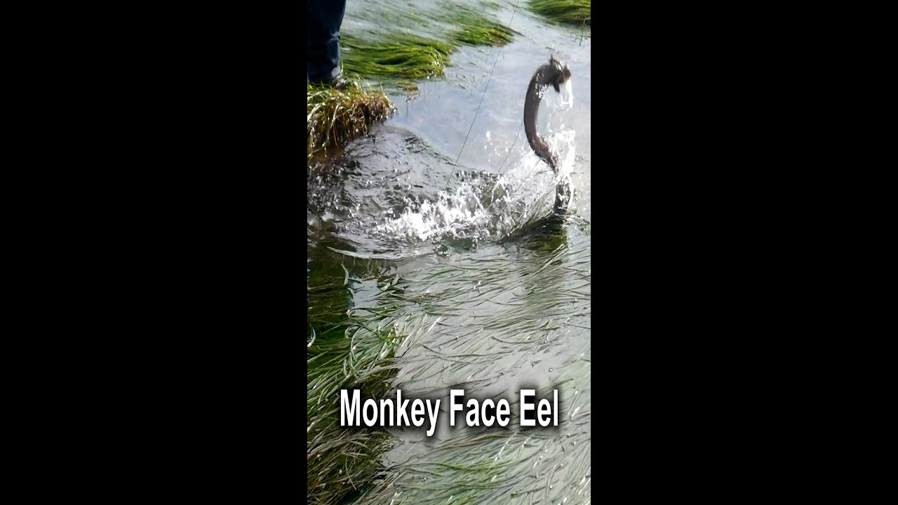 Poke Pole Monkey faced prickleback eel - YouTube