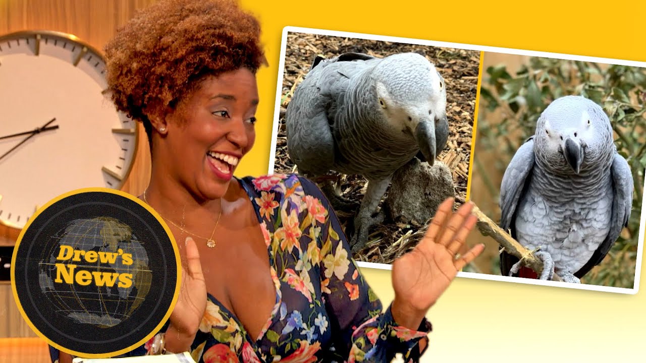 Comedian Chloé Hilliard Wants Justice for "Foul" Birds at Zoo | Drew's ...