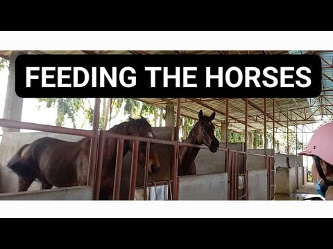 Feeding horses @ rancho mati Plaridel Bulacan PHILIPPINES. - YouTube
