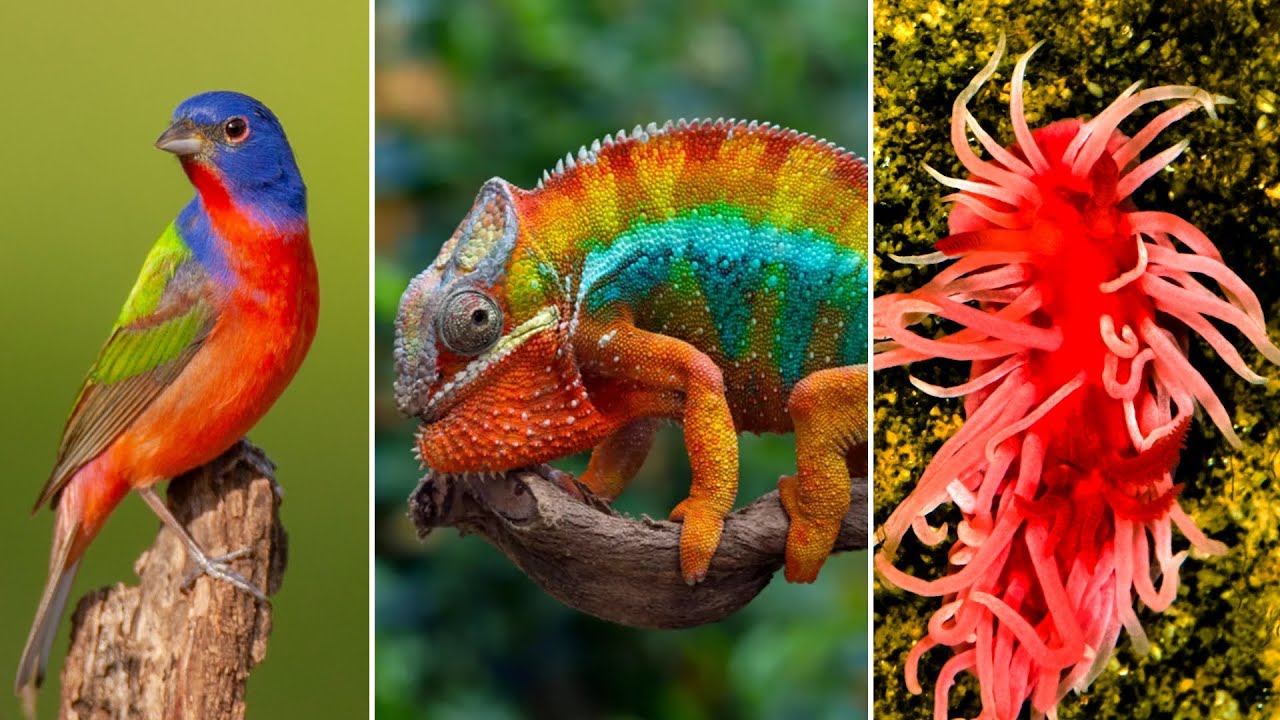 15 Animals with Color Patterns So Unique They Look Painted - YouTube