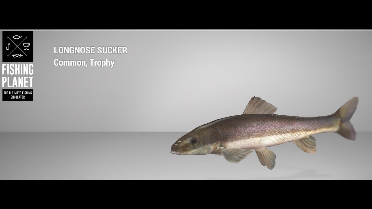 Fishing Planet - Kaniq Creek - Trophy - Longnose Sucker - Float - YouTube