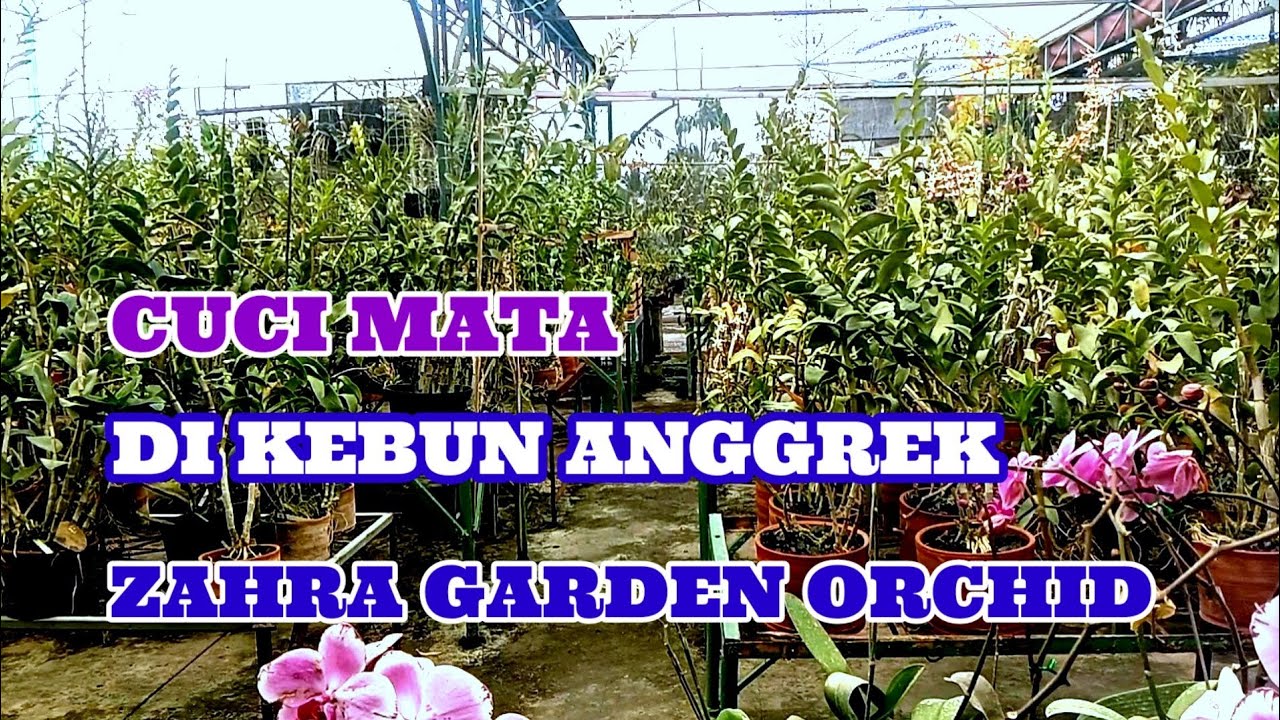 kebun anggrek paling cantik - YouTube