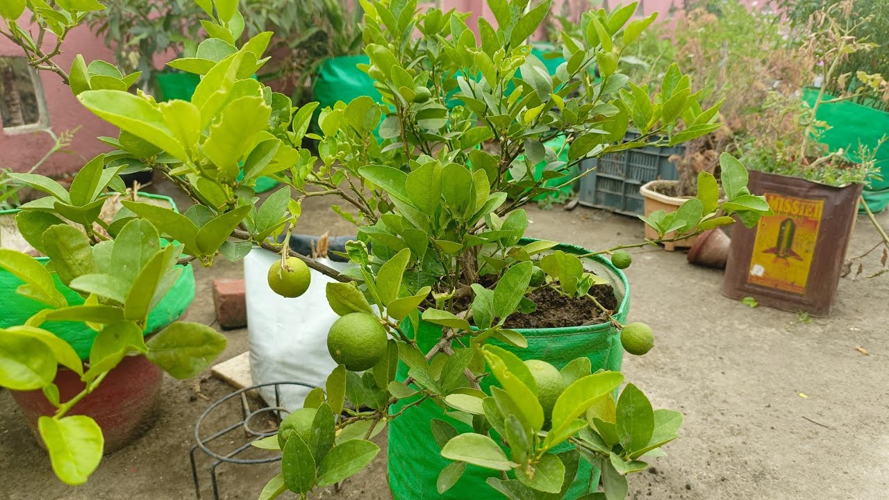 lemon plant care tips!! lemon plant fertilizer!! lemon plant care tips ...