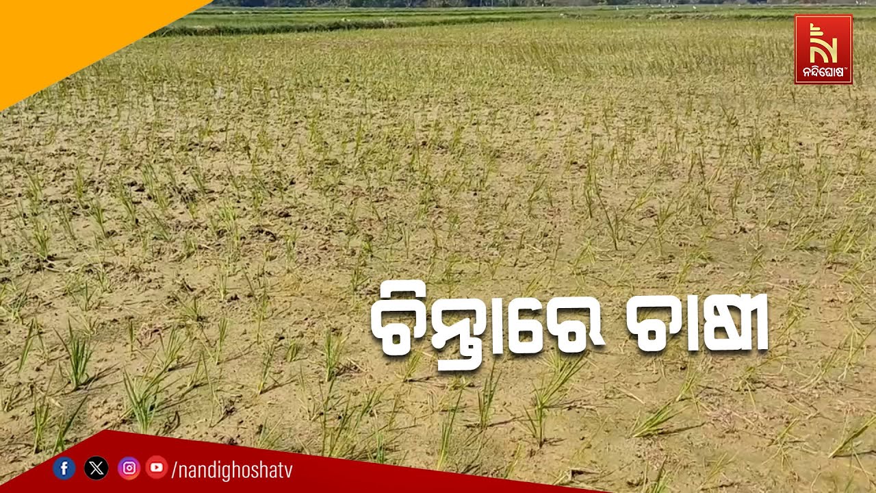 New Disease Detected in Rabi Crops Raises Concerns | NandighoshaTV ...
