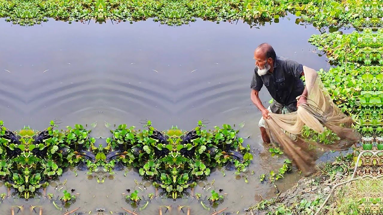 Very Amazing Village Net Fishing - Most Popular River Fishing - Old ...
