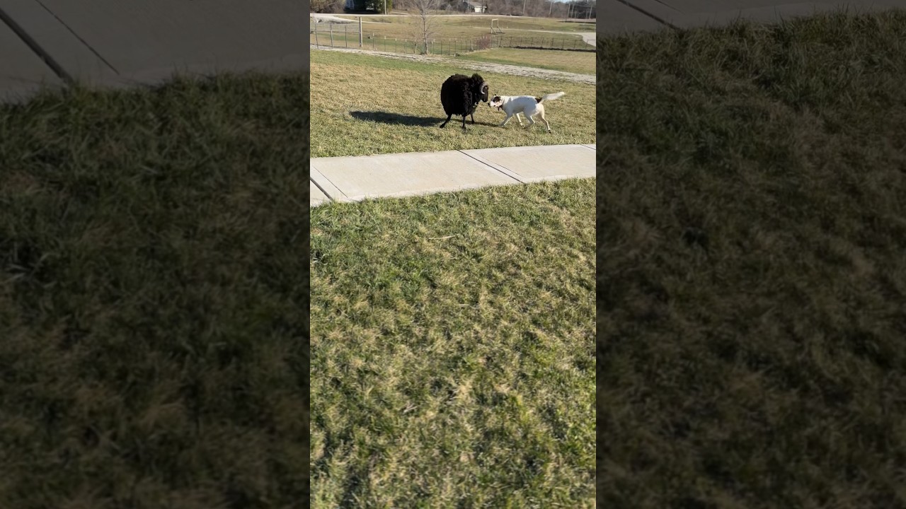 🐏 Ram Roundup: A Dog's Day of Herding Fun 🐶 #ram #sheep #dog # ...