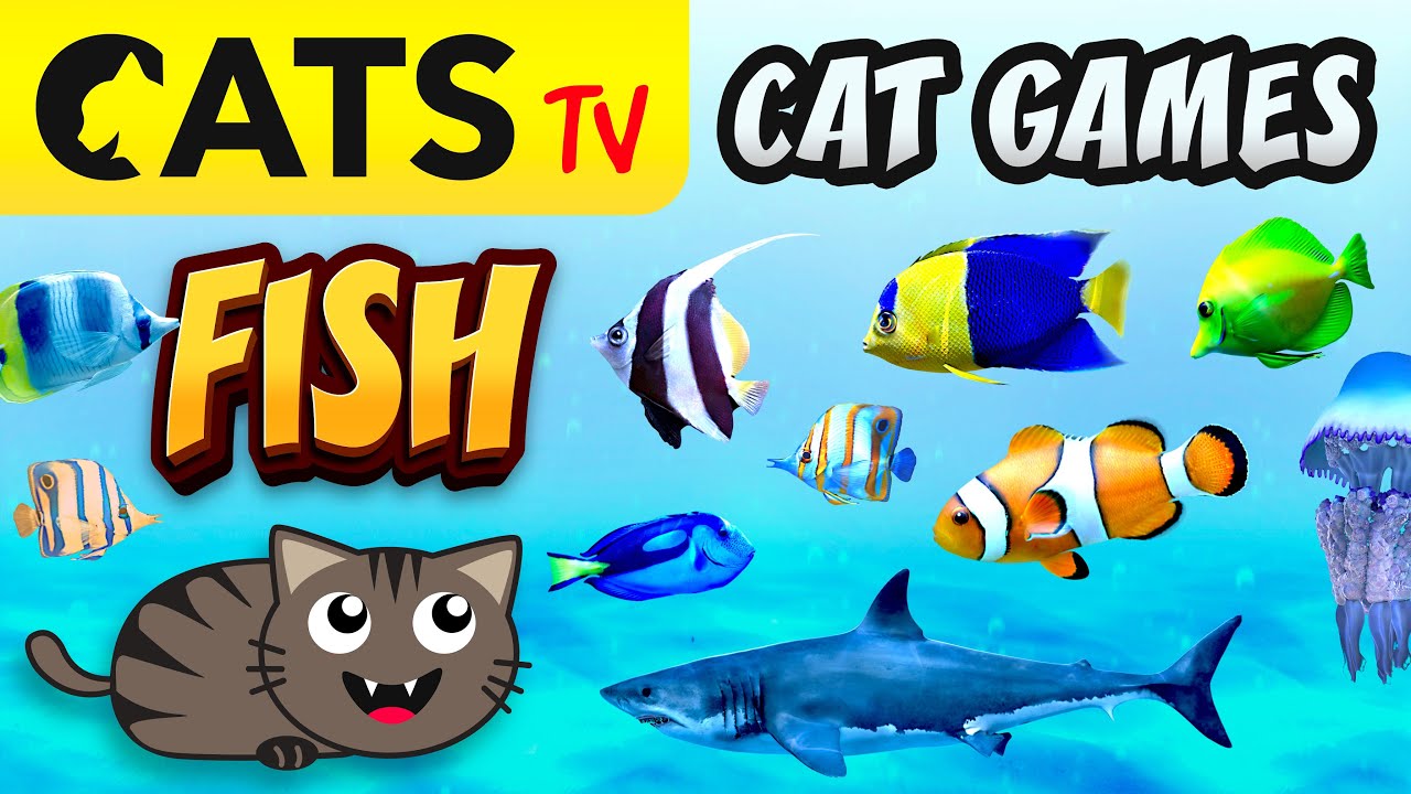 CAT GAMES 🌊📺🐟 FISH Compilation for cats 🐠🙀 4K 60 FPS [3 HOURS] - YouTube