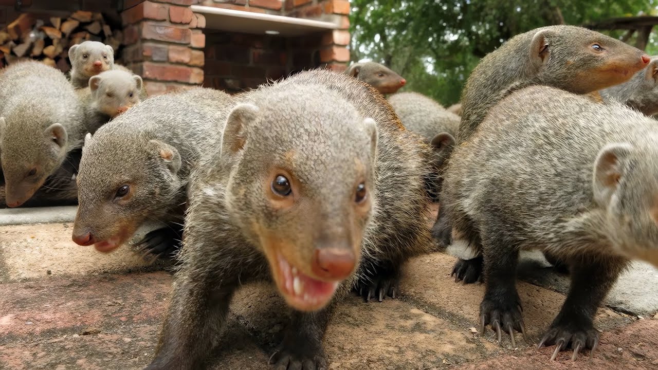 Warring Mongoose! - YouTube