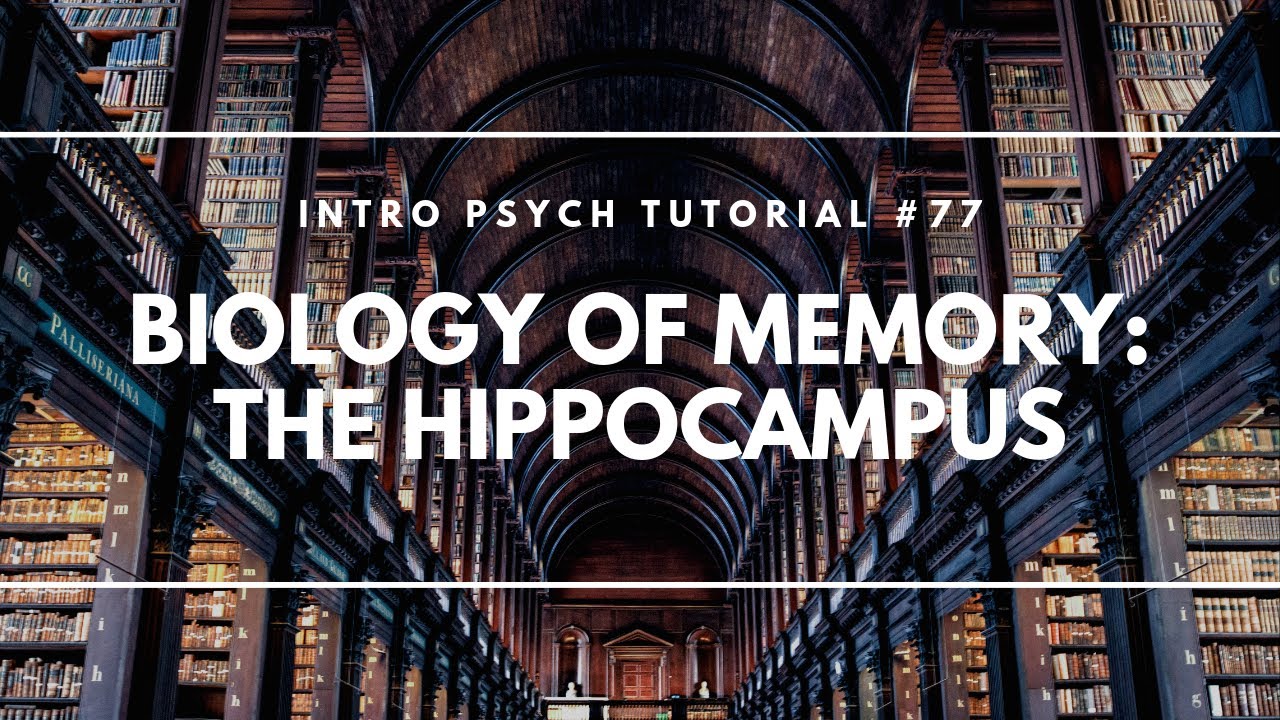 Biology of Memory: The Hippocampus (Intro Psych Tutorial #77) - YouTube
