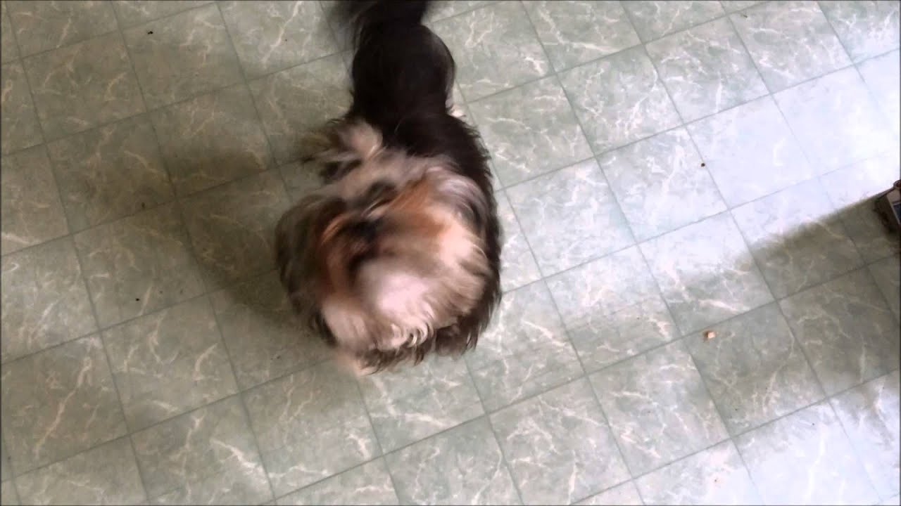 Bug doing the bugg dance - YouTube