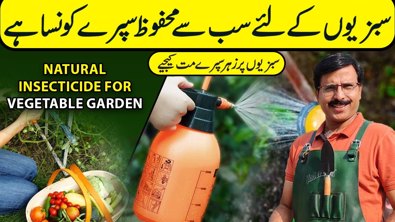 NATURAL INSECTICIDE FOR VEGETABLE GARDEN || Use of Neem Oil - YouTube