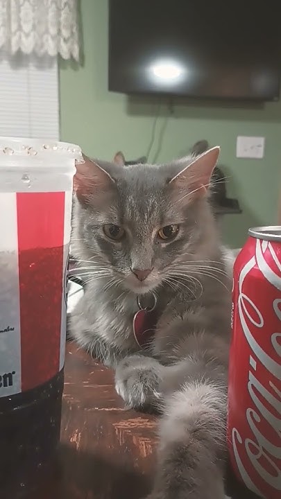 coke cat - YouTube
