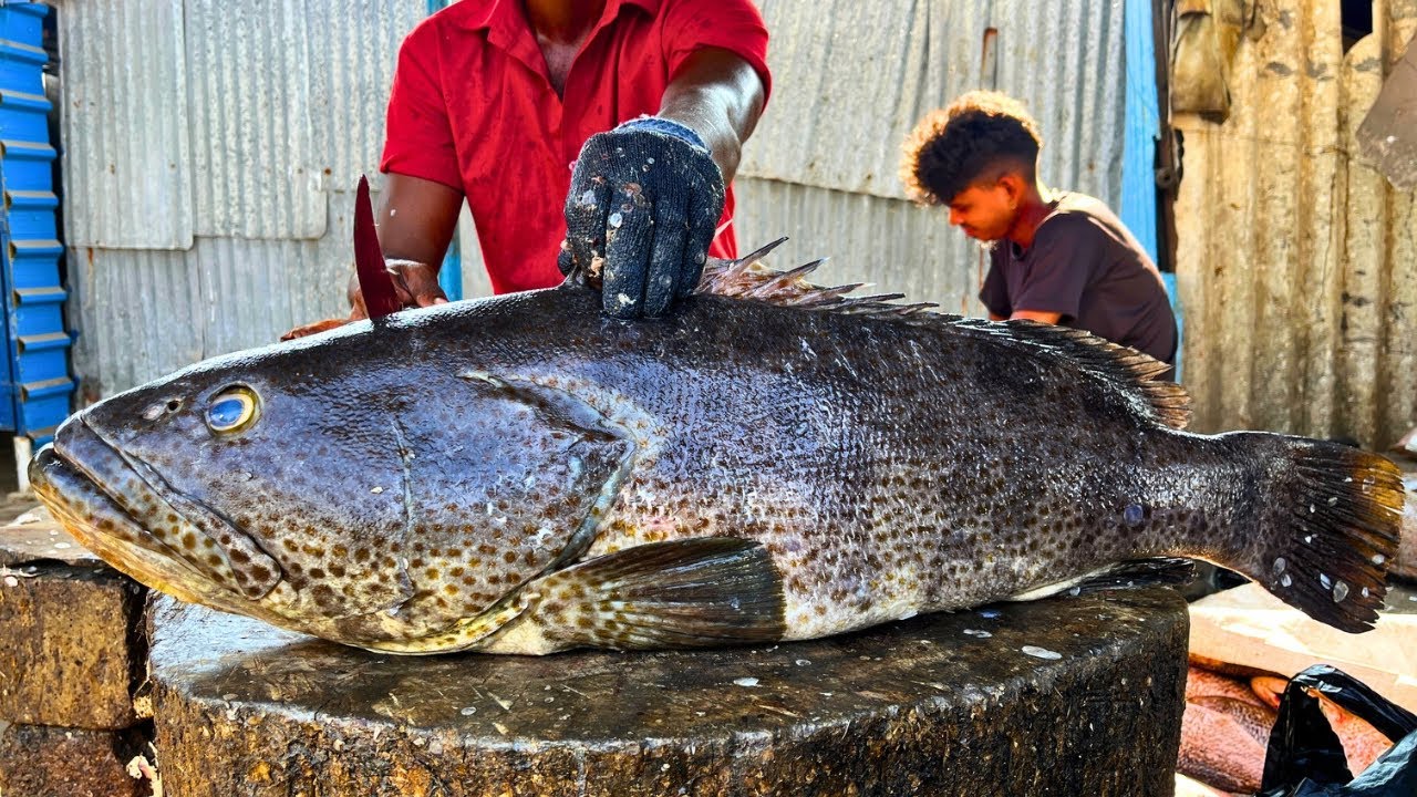 KASIMEDU BIG GROUPER KALAVAN FISH CUTTING VIDEO CUTTING FOCUS - YouTube