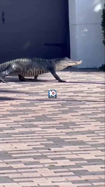Alligator strolls through home community in Parkland, Florida - YouTube