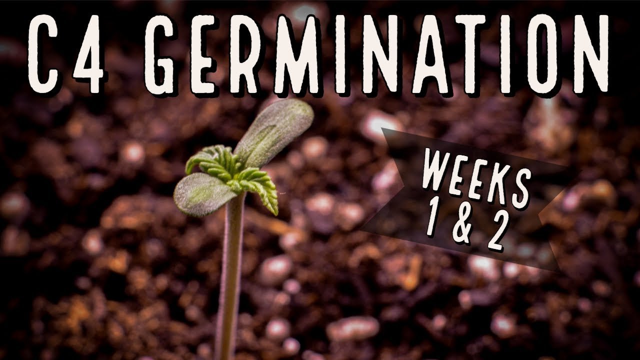Season 3 (Weeks 1 & 2): C4 Autoflower Germination - YouTube