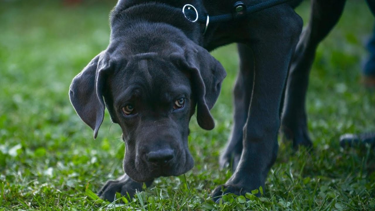 Svi psi su lijepi psi: Na Festivalu pasa svih rasa u Zagrebu dobrodošli ...