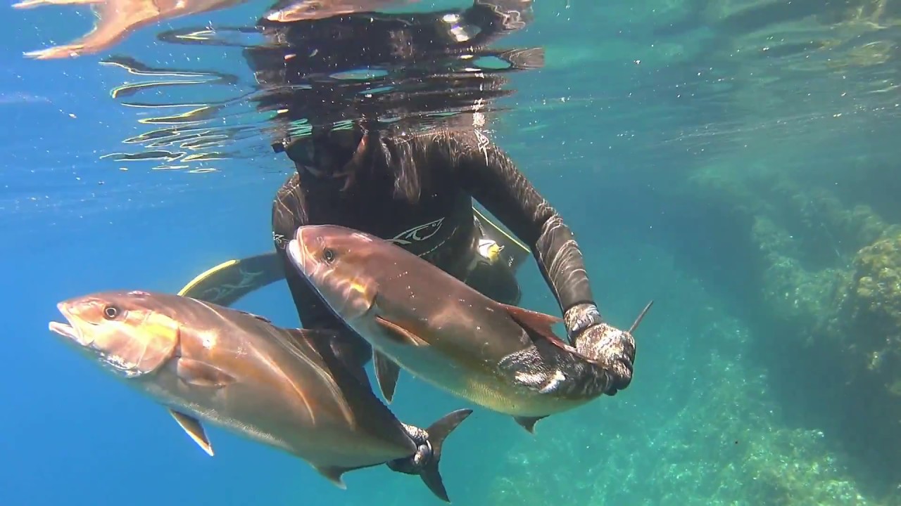 Ψαροντούφεκο στο Νησί μας - Spearfishing the Island of Evia - YouTube