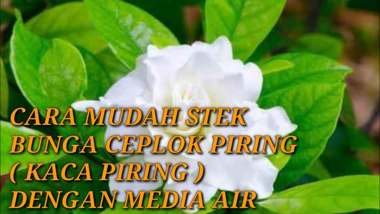 CARA MUDAH STEK BUNGA CEPLOK PIRING ( KACA PIRING ) DENGAN MEDIA AIR ...
