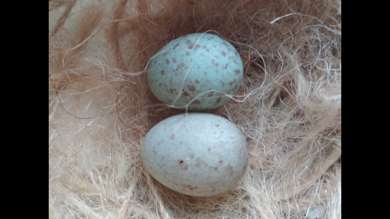 ¿POR QUÉ EL ÚLTIMO HUEVO ES AZUL? Te permite salvar vidas, habla la ...