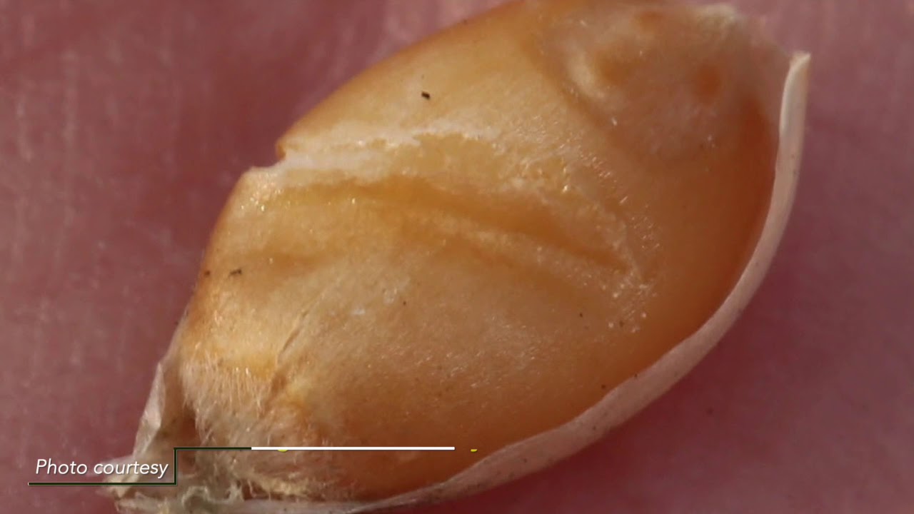 Wheat School: Checking the peduncle and kernel ahead of a pre-harvest ...