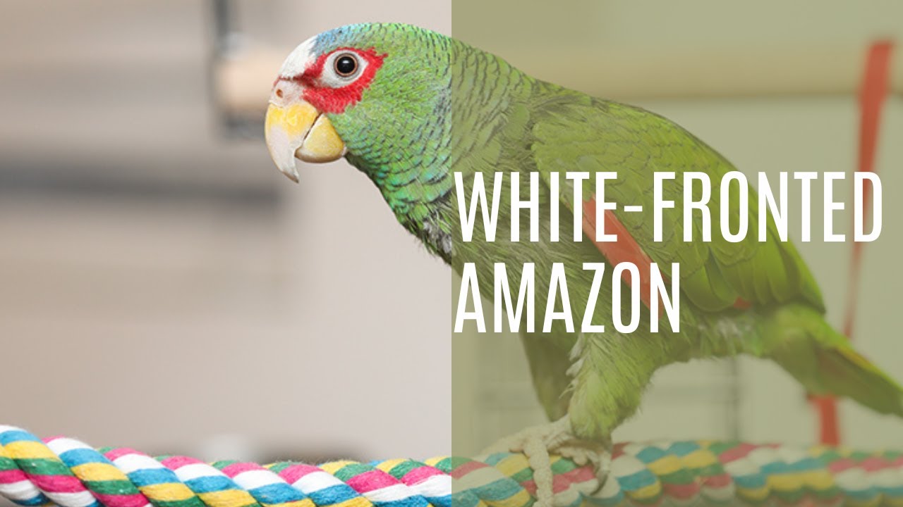 The Wild & Colorful World of White-Fronted Amazon (Amazona Albifrons ...