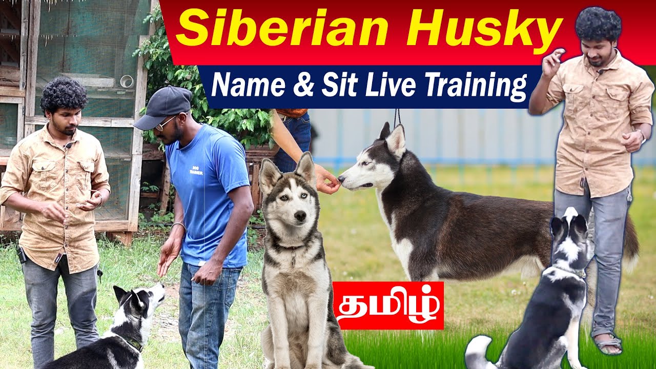 Husky Dog | Dog Basic Training | How to Train a Puppy | Siberian Husky ...