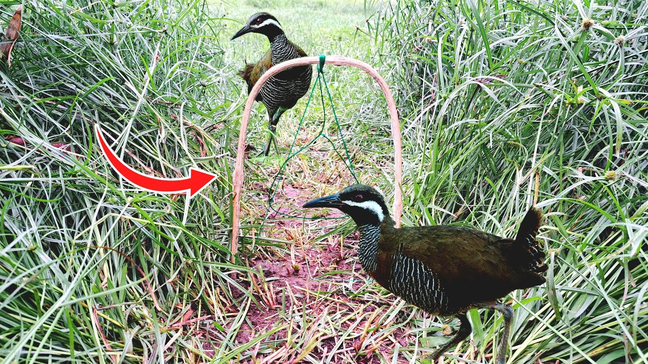 Pinaka effective na Trap sa Tikling | Bird trap tutorials - YouTube