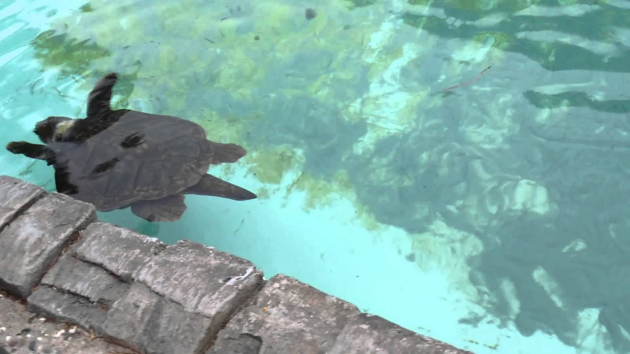 Seaworld's sea turtle aquariums in shipwreck - YouTube