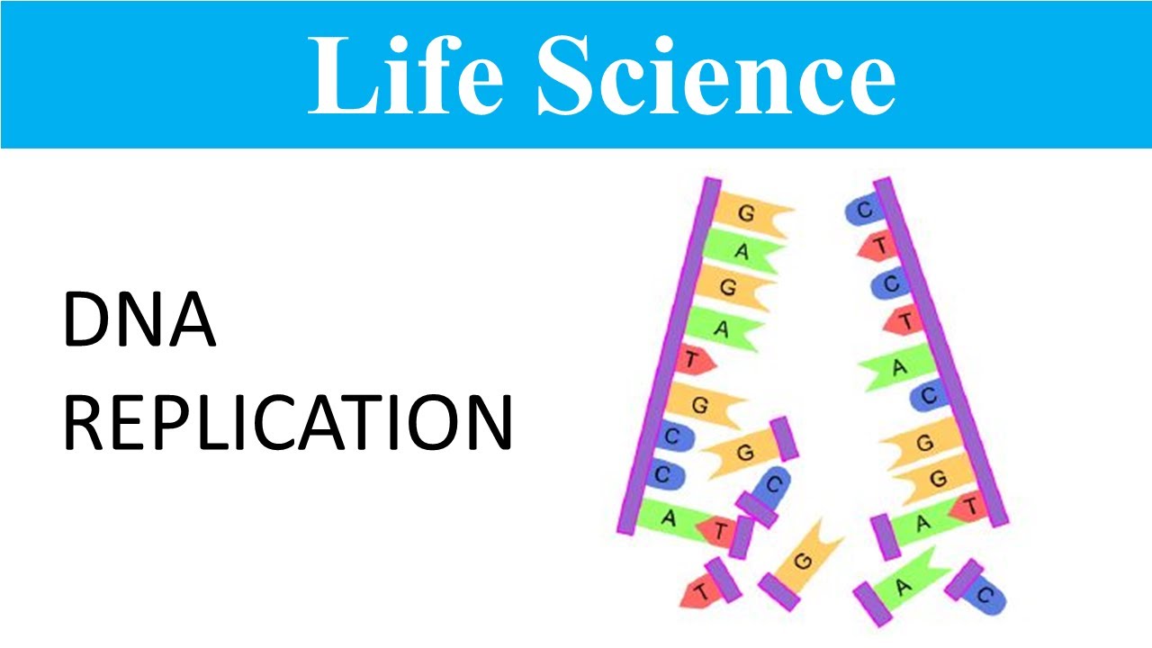 DNA Replication for Grade 12|Life Sciences |Ep6 - YouTube
