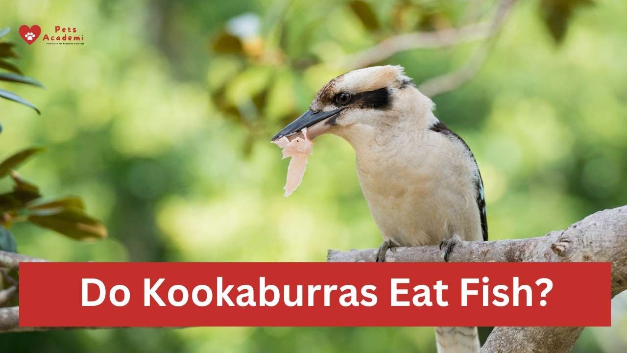 Do Kookaburras Eat Fish? #kookuba - YouTube