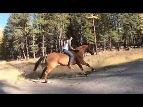 Galloping Horse Bareback SLOW MO 1080p - YouTube