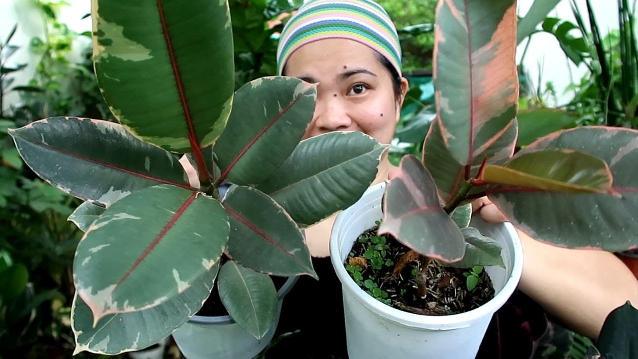 SIMPLENG PARAAN PARA GUMANDA ANG KULAY NI RUBY TINEKE RUBBER TREE ...