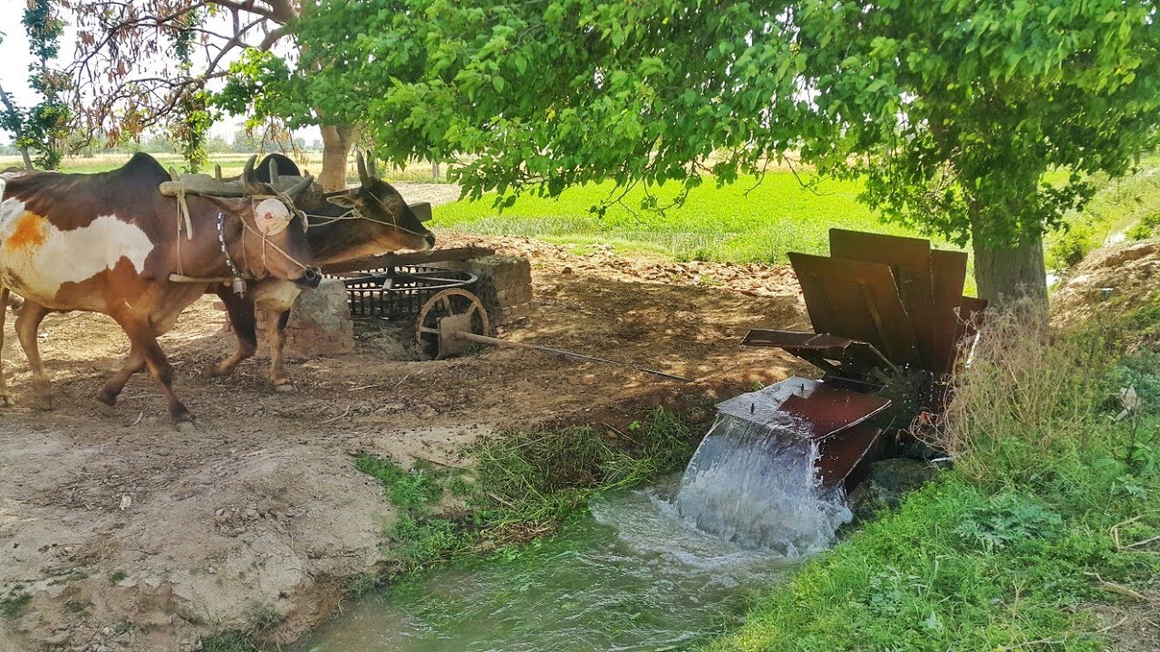 Traditional Irrigation Method of Canal Water Lifting with Bulls | Rehat ...